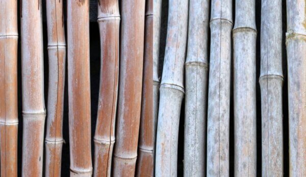 7 Characteristics of bamboo | UK Bamboo