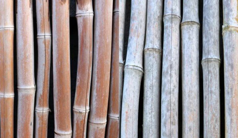 7 Characteristics of bamboo | UK Bamboo