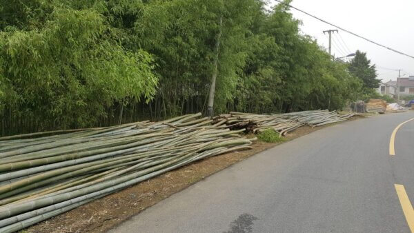 The benefits of bamboo forests | UK Bamboo